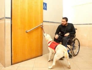 How To Get A Service Dog Guide - Best Mobility Aids