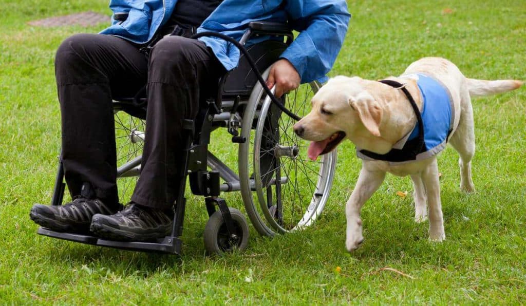 How To Get A Service Dog Guide - Best Mobility Aids